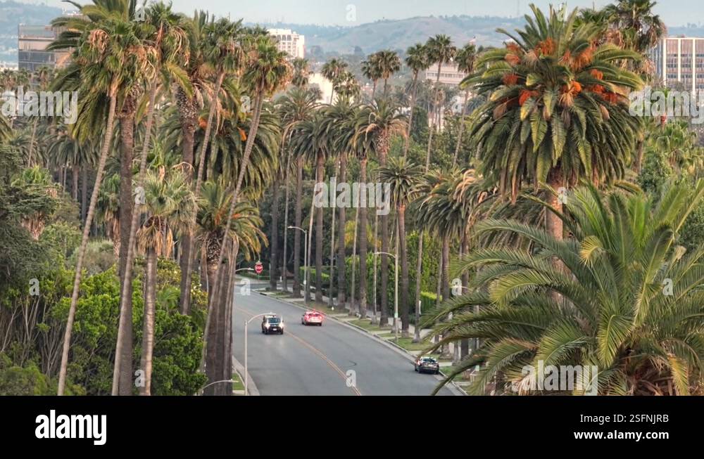 Classic Beverly Hills Palm Tree Lined Street, Drone Footage of Upscale ...