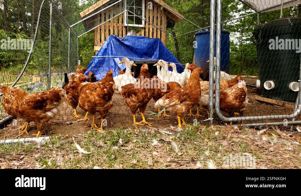 Young chickens and white ducks in enclosed area while chicken house ...