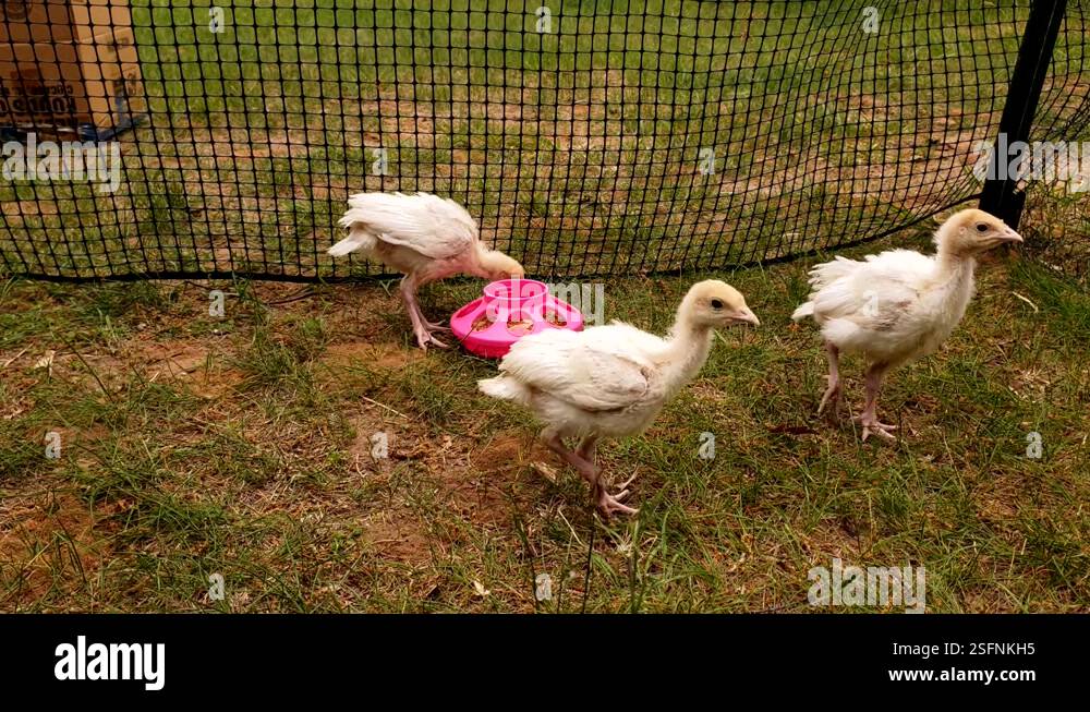 White turkey chicks pecking soil and feeding while kept in enclosed ...