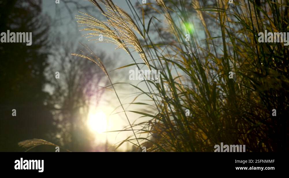 plant backlit by the sun, blowing in the wind in slow motion Stock ...
