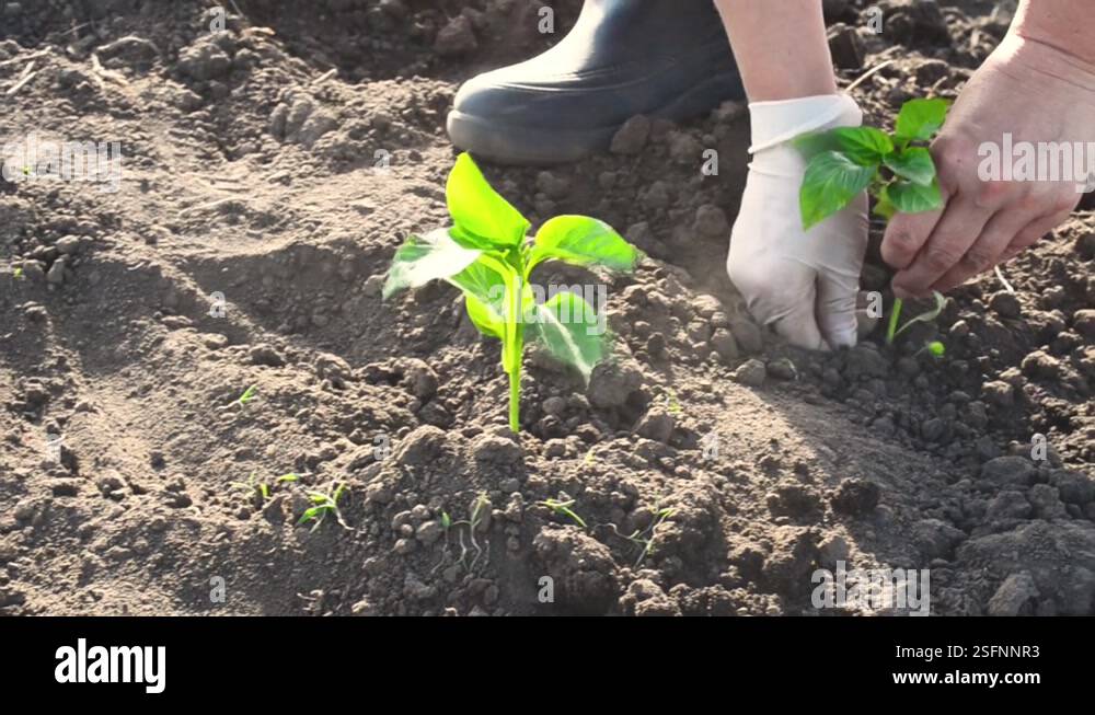 Pepper seedling, female arms planting seedlings into soil. Gardening ...