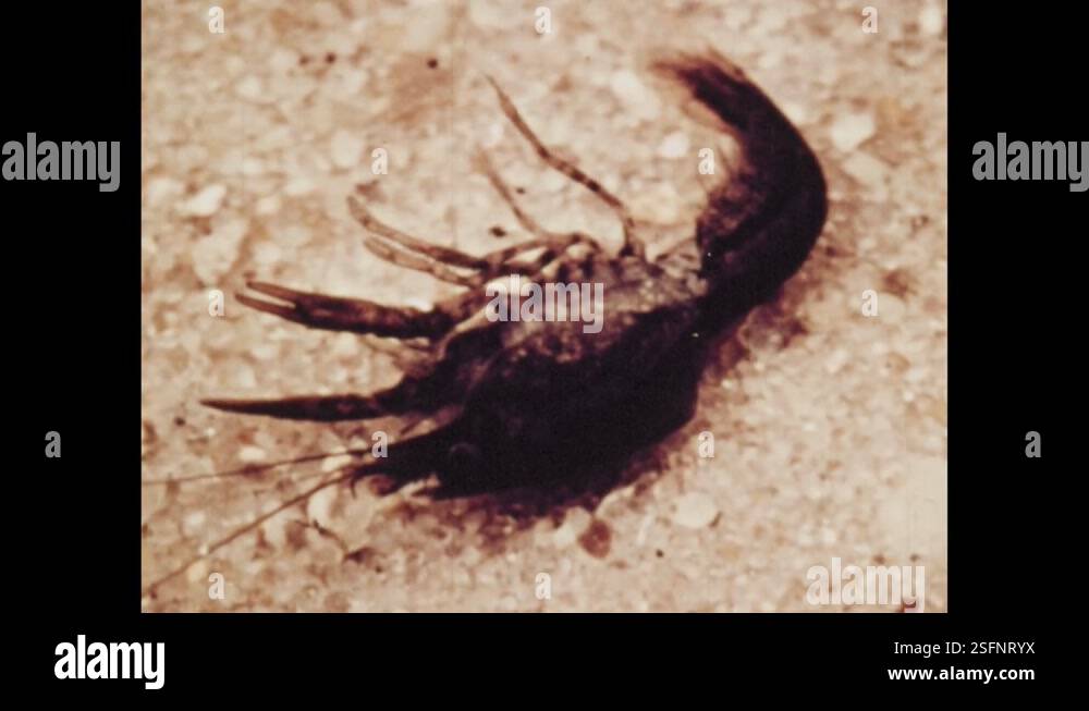 1960s: Crayfish molting its skin. Two crayfish walking along underwater ...