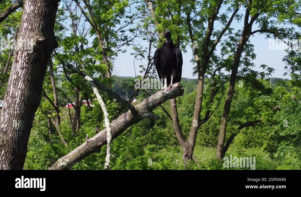 Predator Bird Hawk Falcon perched out in the wild Stock Video Footage ...