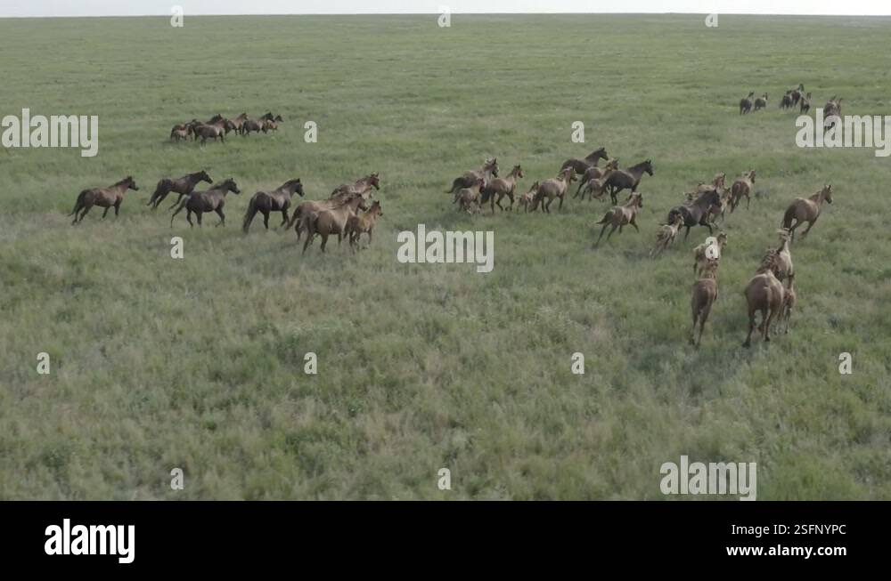 Wild Horses Running, Dust from under the hooves. Wild mustangs run on ...