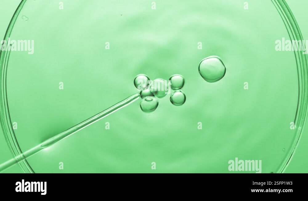 Bubbles come out from dropper and float on fluid in petri dish Stock ...
