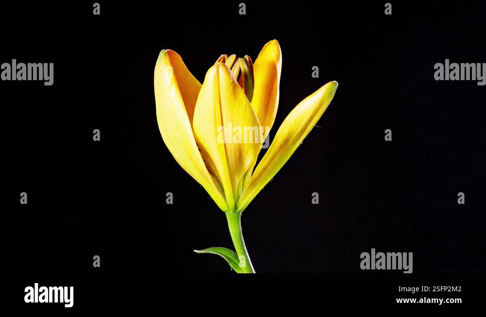 Ground lily Stock Videos & Footage - HD and 4K Video Clips - Alamy