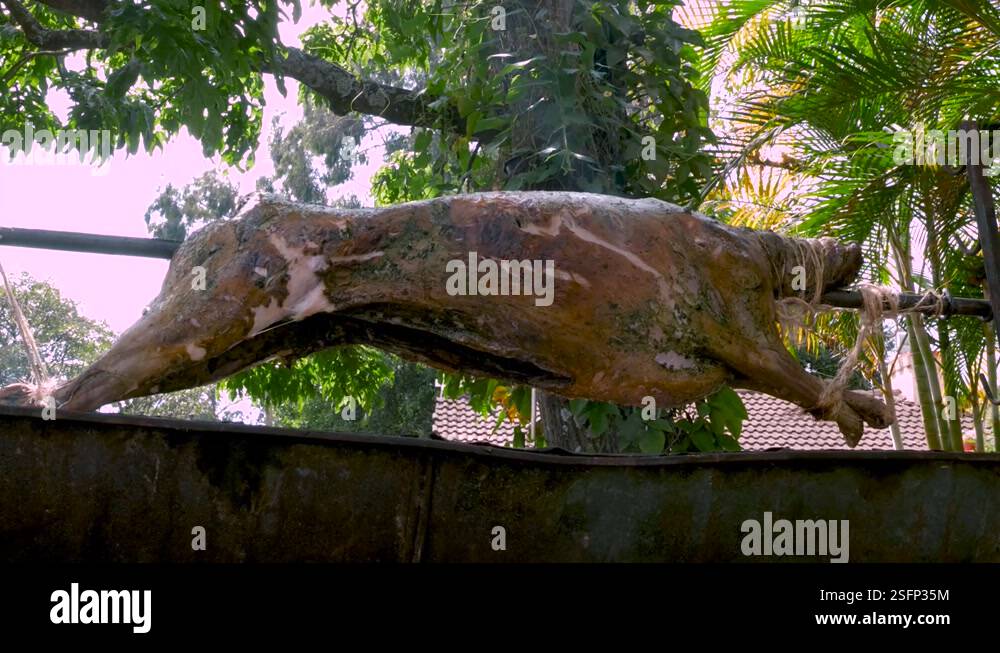 Spit Roasting A Whole Lamb Over Hot Coals Stock Video Footage - Alamy
