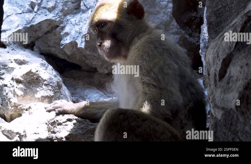 Barbary macaque monkey scratching itself with leg in cave, Gibraltar ...