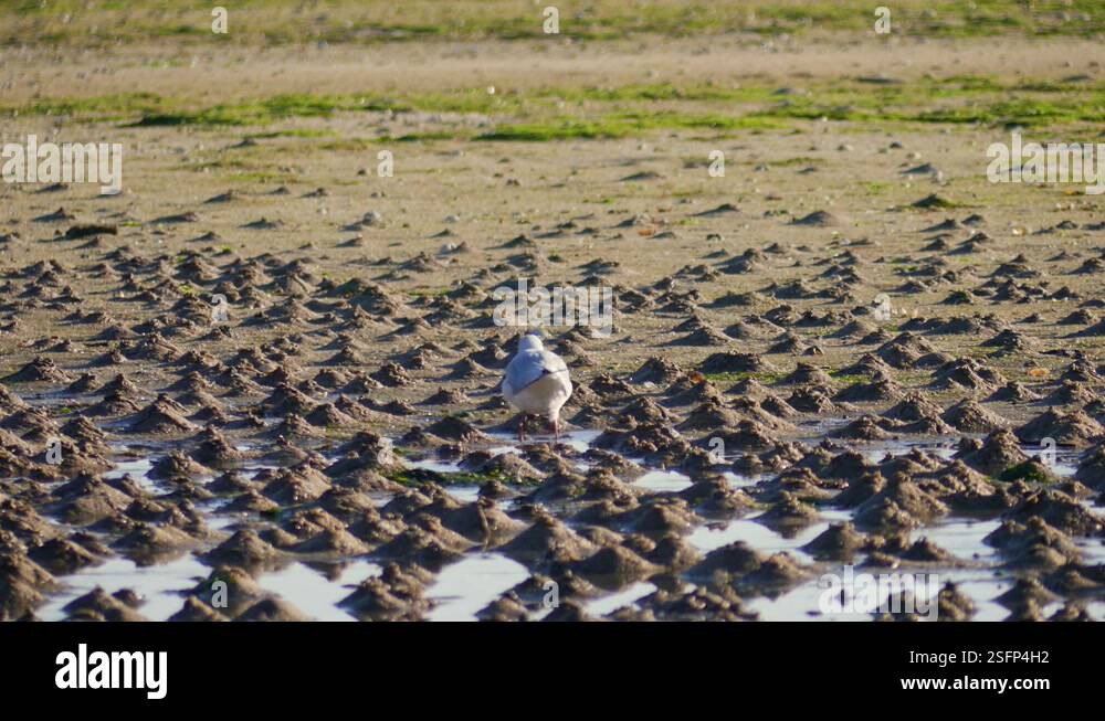 Close up of common gull stepping on beach sand to acquire food. Static ...