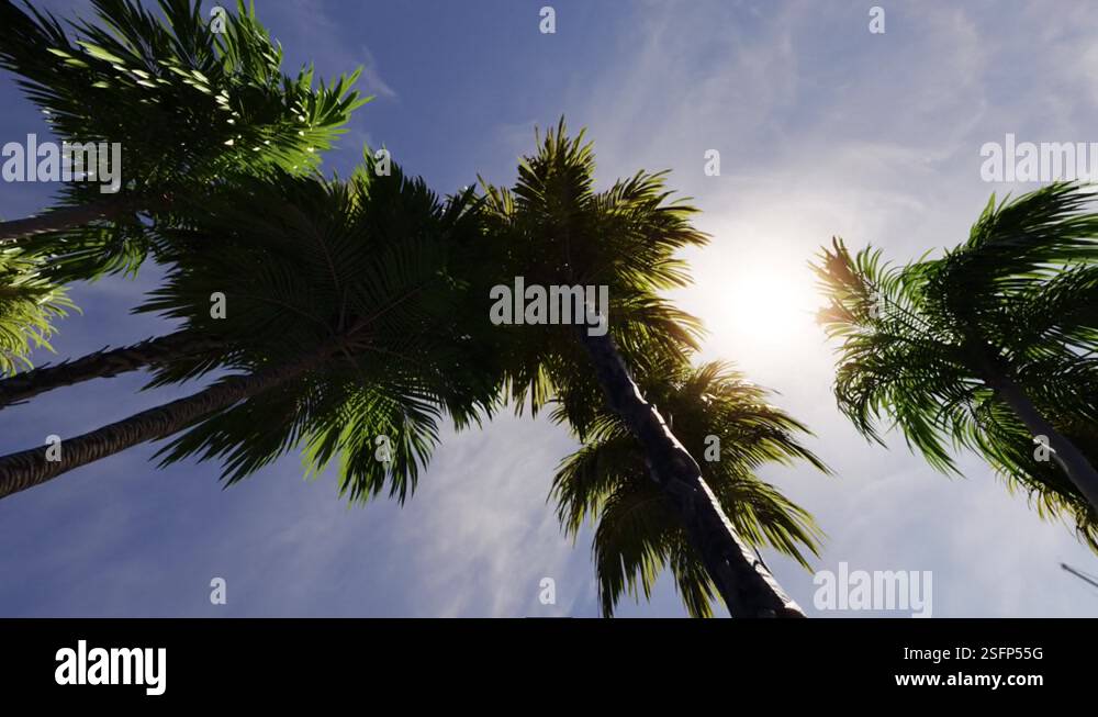 Bottom view of coconut palm trees in sunshine. 3d animated background ...