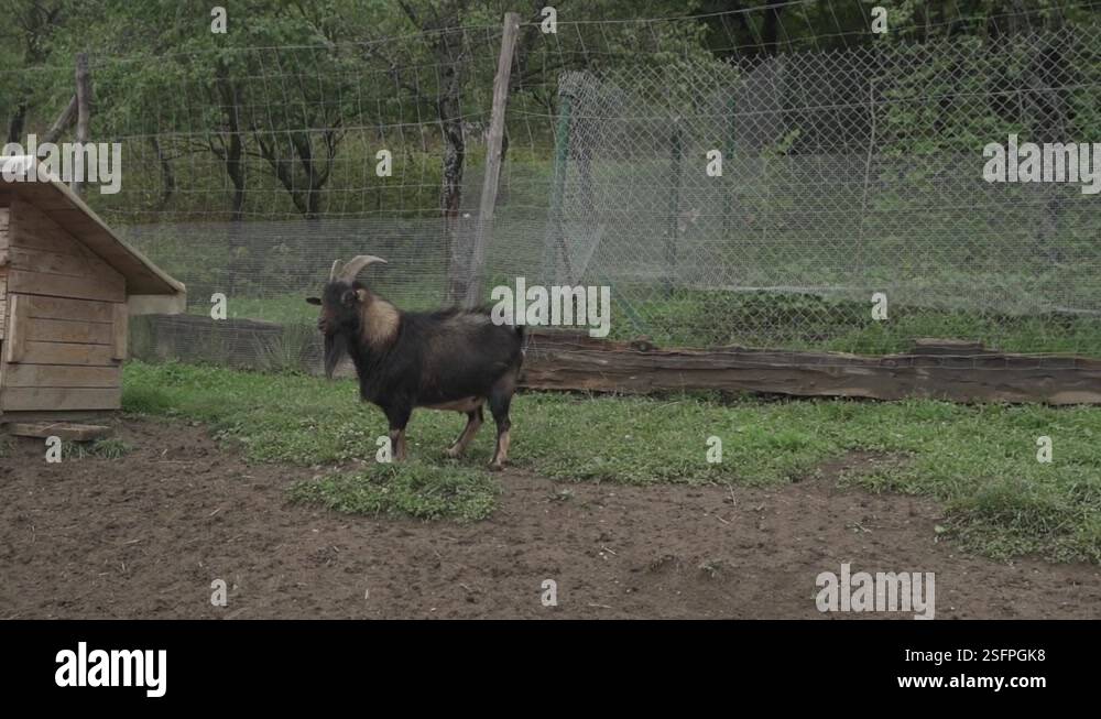 Old goat with bart and huge horns and a baby goat standing behind the ...