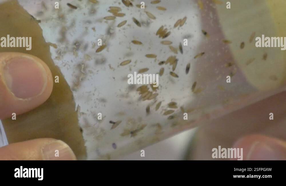 Learn insects Stock Videos & Footage - HD and 4K Video Clips - Alamy