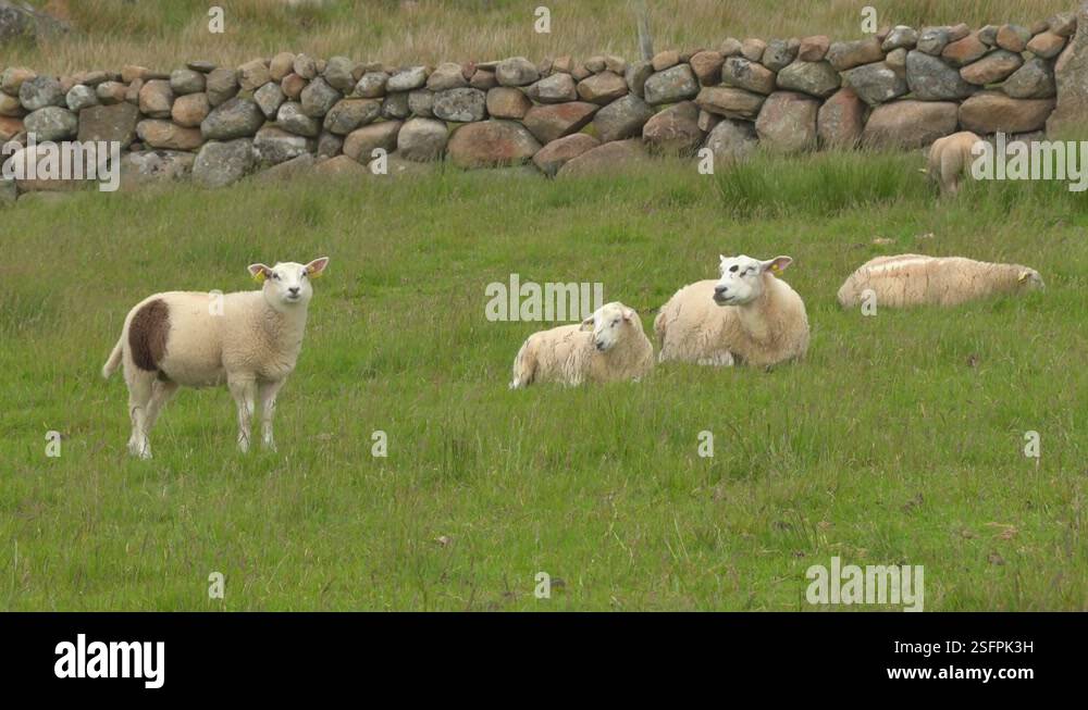 sheep animal countryside old farm land cultural landscape lista west ...