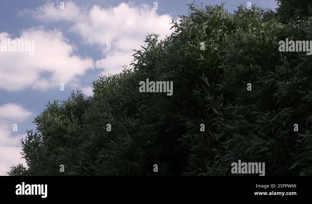 A Branch With Leaves That Sway In The Wind. The Blue Sky Background A ...