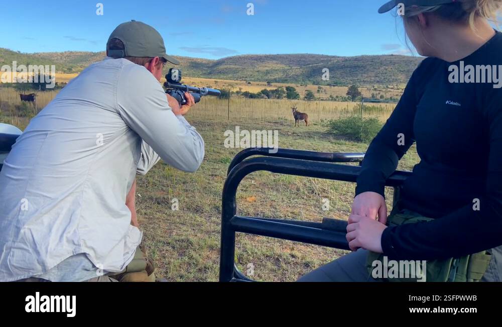 Wildlife veterinarian darting a female sable antelope to anesthetize ...