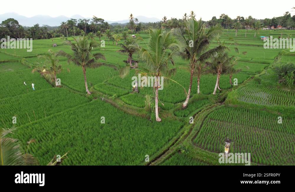 Small stone altar tower in middle of green rice fields, few palm trees ...