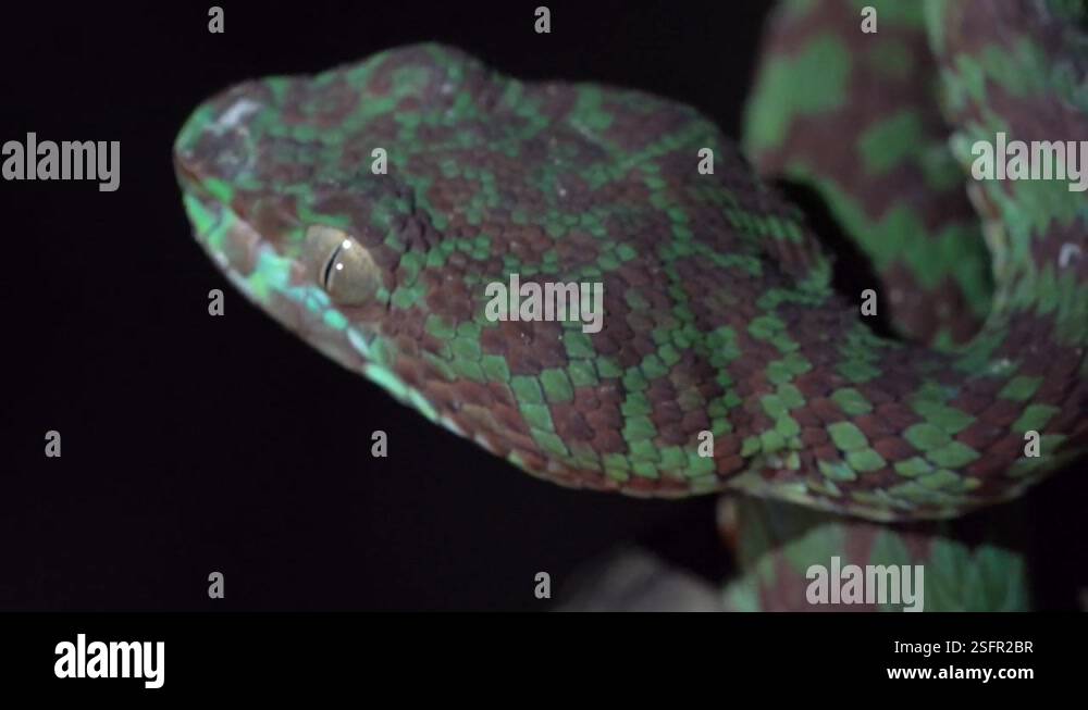 Close Up Shot of Beautiful Highly Venomous Trimeresurus venustus Snake ...
