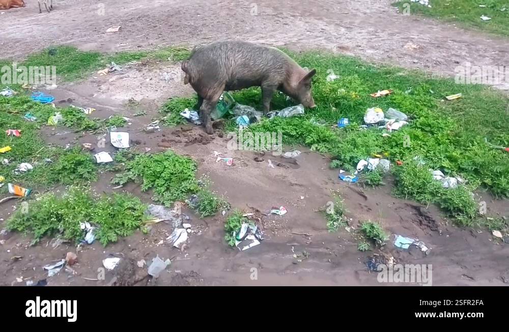 Dirty Pig Eating on Polluted Environment While Pooping Stock Video ...
