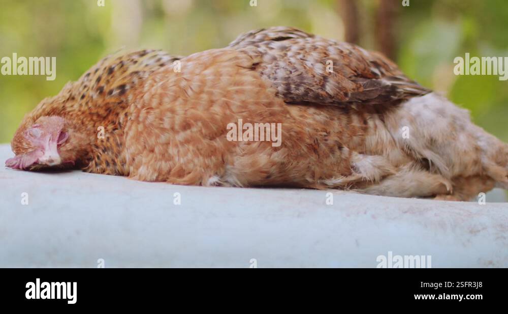 Disease of birds Stock Videos & Footage - HD and 4K Video Clips - Alamy