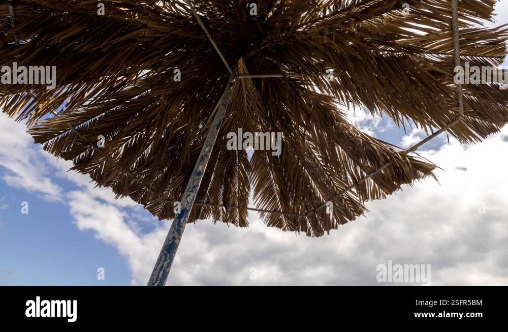 Leaf sun shade Stock Videos & Footage - HD and 4K Video Clips - Alamy