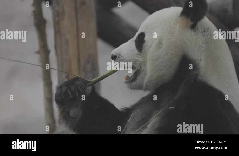 Cute Panda eating bamboo stems. Giant Panda eats the green shoots of ...