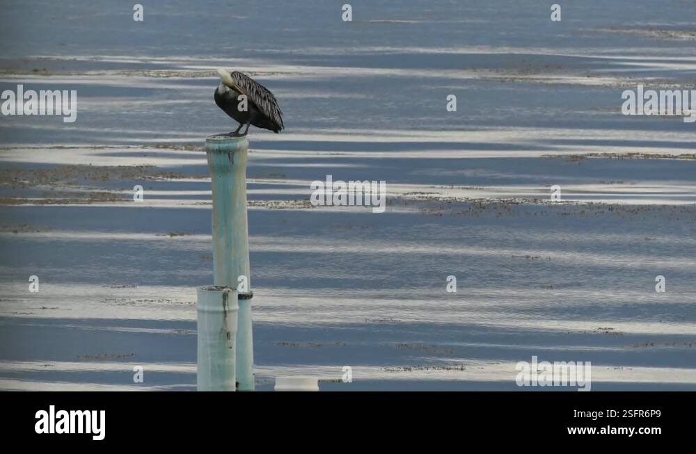 Pelican on a Pipe in The Ocean Preening before Flying away 4K Stock ...