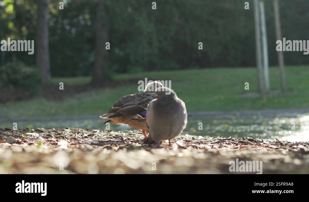 Duck and a pigeon standing next to lake in park in Vienna. Two birds in ...