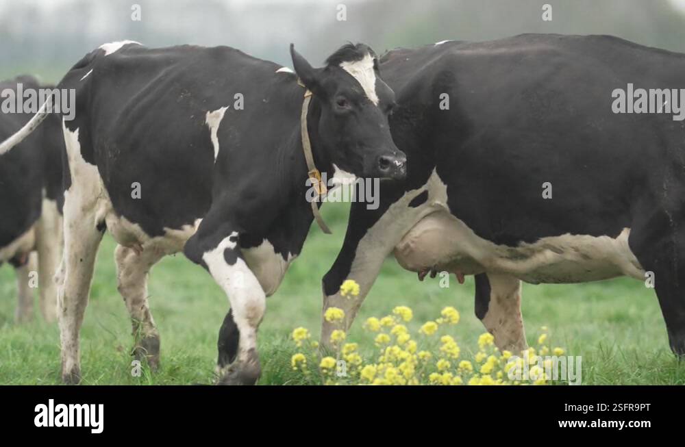 Happy dutch cows released into field during spring dancing in joy; slow ...