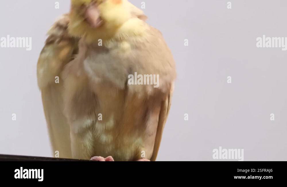 Beautiful adult female corella parrot. Corel parrot cleans feathers ...