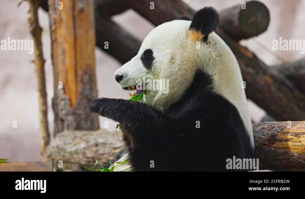 Cute Panda eating bamboo stems. Giant Panda eats the green shoots of ...