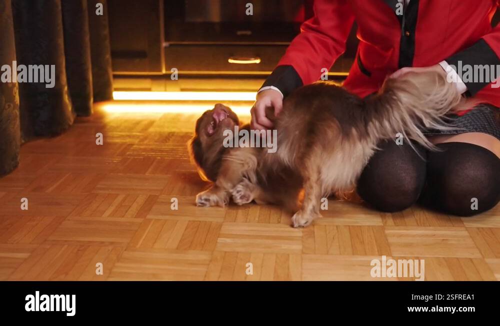 Headless school girl in red costume petting cute little dog Pekingese ...