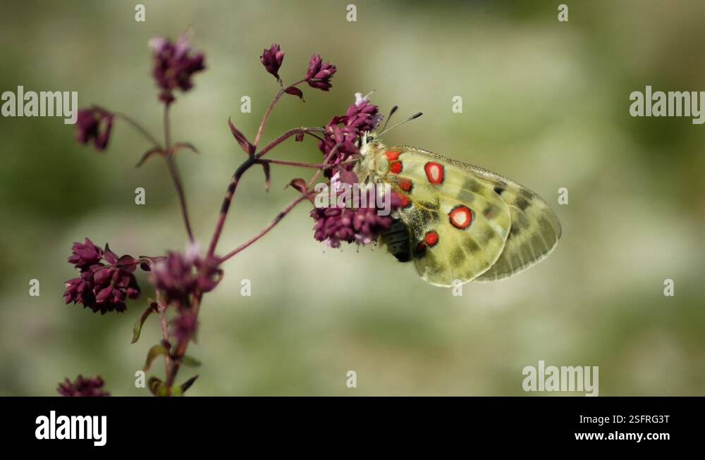 Mountain apollo parnassius butterfly Stock Videos & Footage - HD and 4K ...