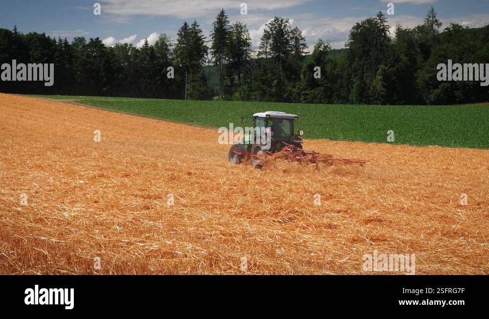 Combine harvesting wheat. Tractor working on farmland at harvesting ...