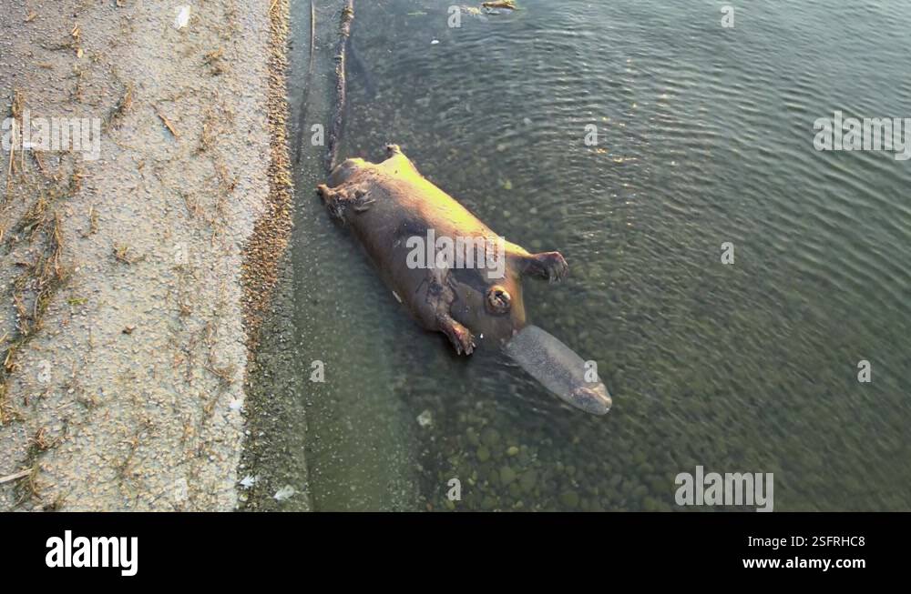 Corpse body Stock Videos & Footage - HD and 4K Video Clips - Alamy