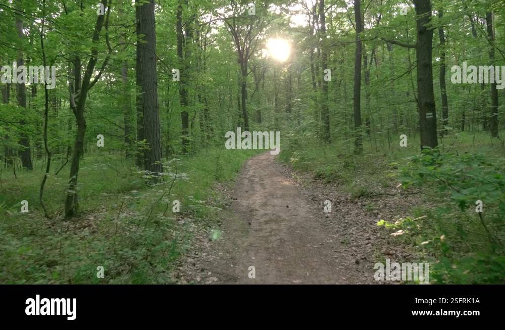 walk in the forest on a path towards the setting sun slow motion Stock ...