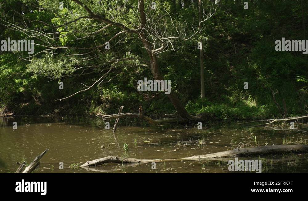 Sunlight reflects off the ripples in the water in a swamp onto the tree ...