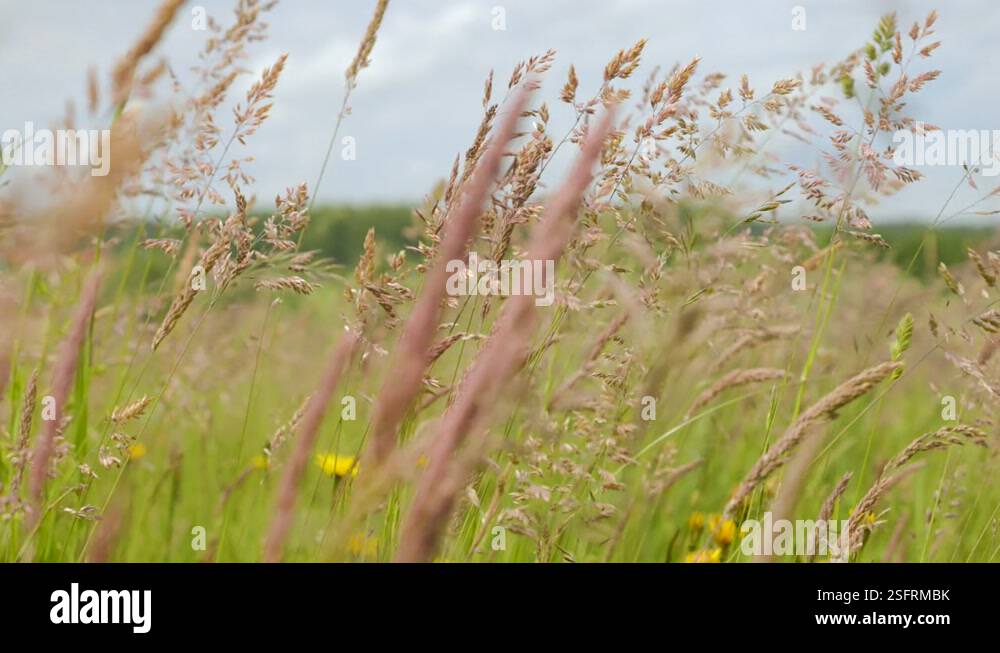 Wild Grass Swaying in Wind Nature Meadow Field Background. Wild Grass ...