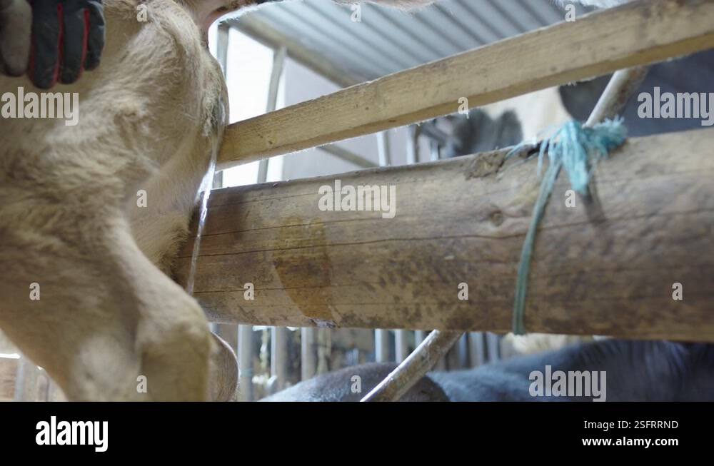 HANDHELD - The calf goes for a wee in the rustic milk parlour, Sweden ...