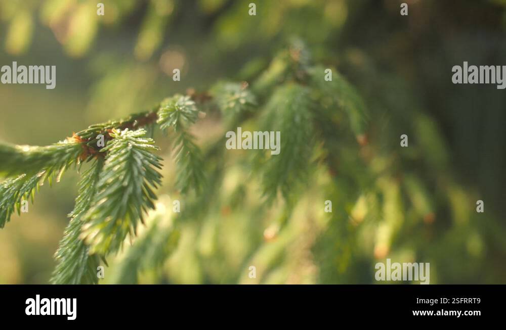 Coniferous evergreen branches surrounded sunlight tracking shot natural ...