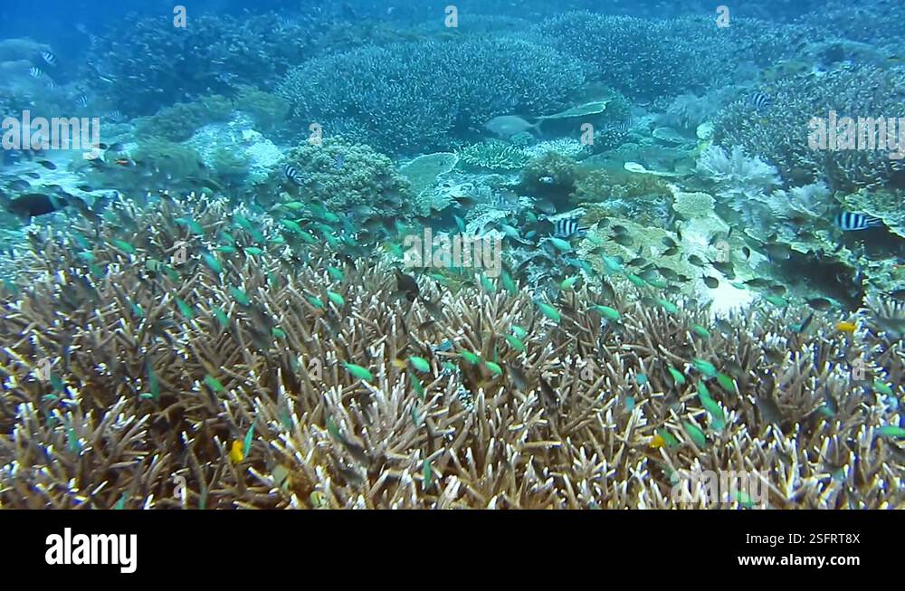 Alive coral reef with hard corals and different tropical fish. Amazing ...