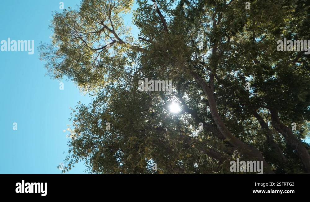 Looking Up Into Sunlight Streaming Behind Tree Foliage Canopy. Low ...