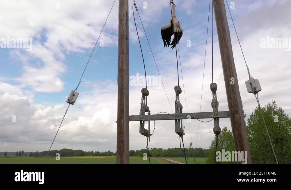 Dead Bird Stuck in Electrical Wires, Stork Hanging by Electricity Pole ...