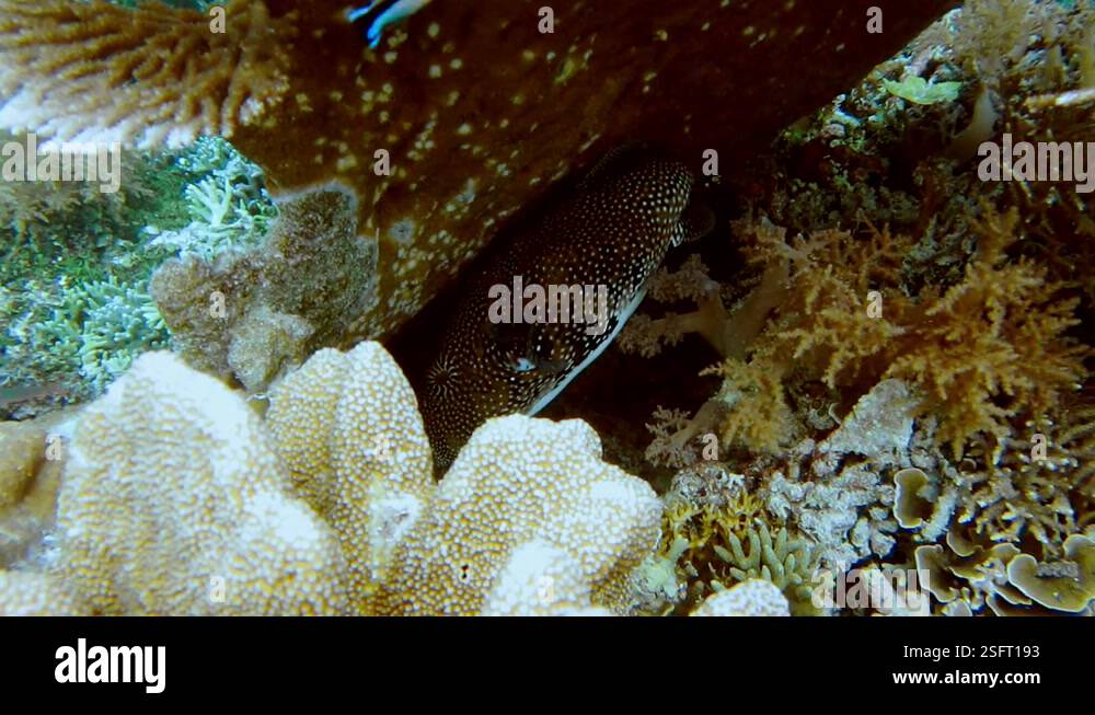 Big Map black puffer, Arothron mappa puffer fish in clear clean water ...