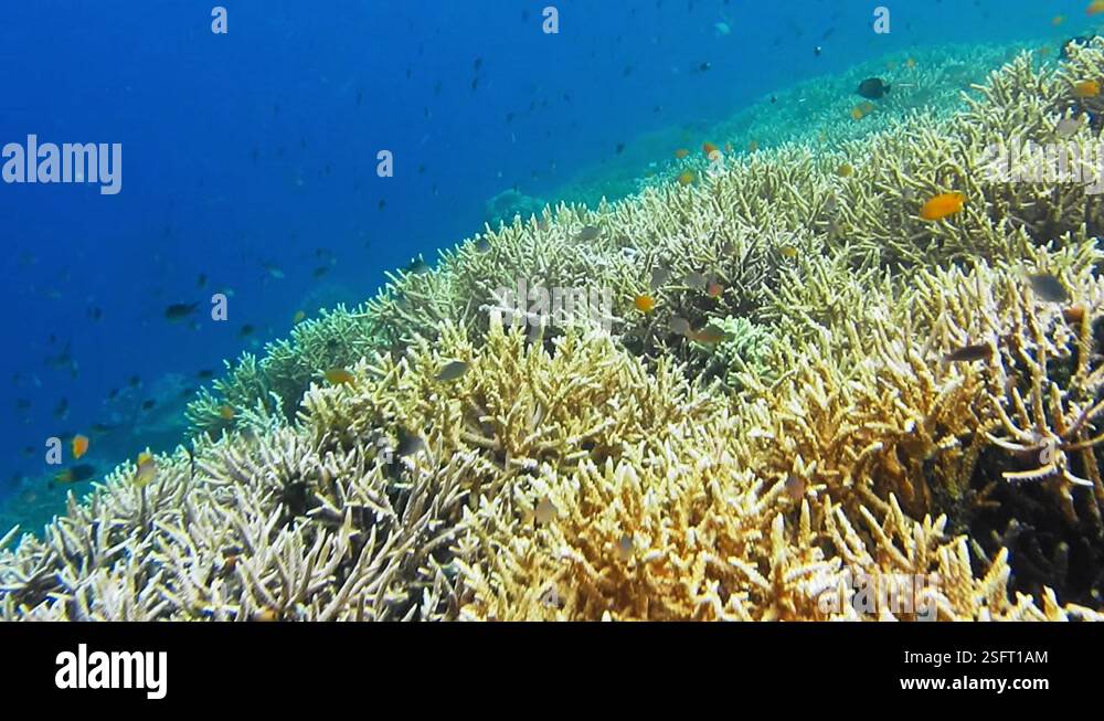 Alive coral reef with hard corals and different tropical fish. Amazing ...