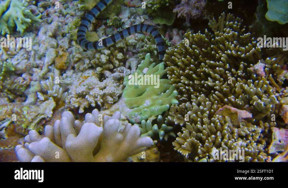 Banded sea krait sea snake swimming over coral reef in the Raja Ampat ...