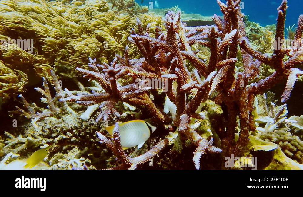 Tropical inhabitant of tropical coral reef. The edge with hard corals ...
