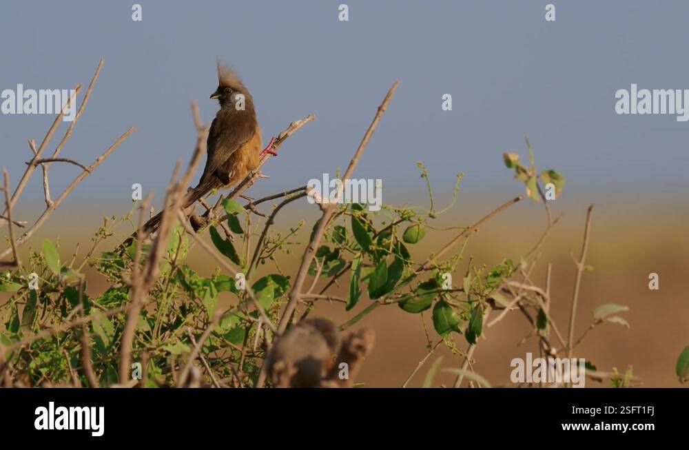 Speckled Mousebird - Colius striatus largest species of mousebird, the ...