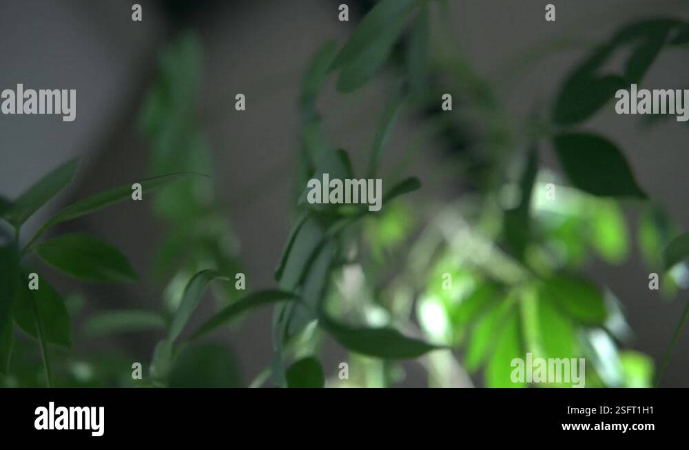 Leaves of a dwarf umbrella tree (schefflera arboricola) Greenery concept Stock Video Footage - Alamy