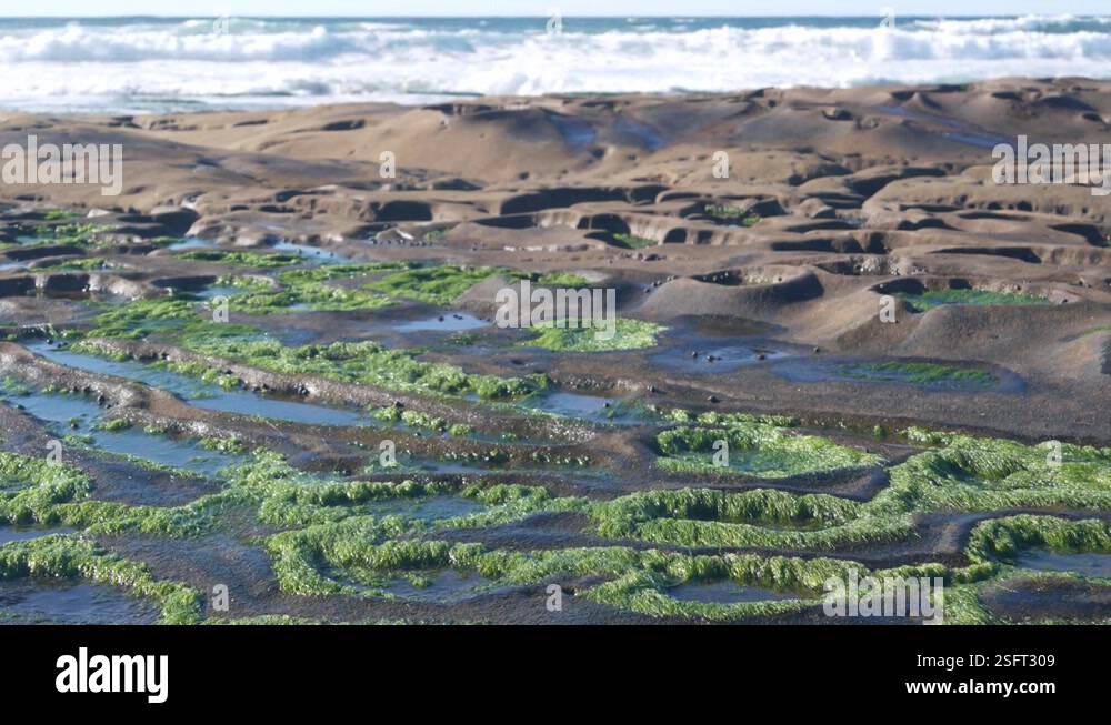 Eroded tide pool rock formation in California. Littoral intertidal ...