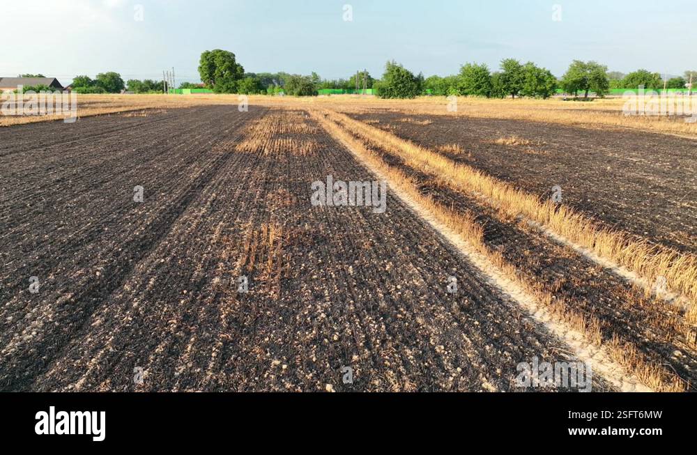 Fields fire burnt barley after blaze wild drought dry flame black earth ...